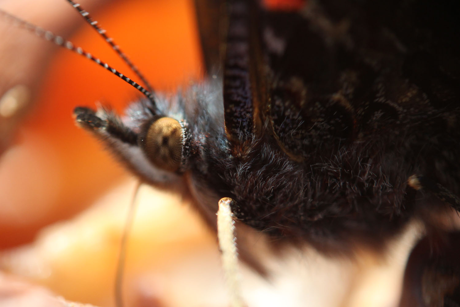 Quiz image: | globalquiz.org