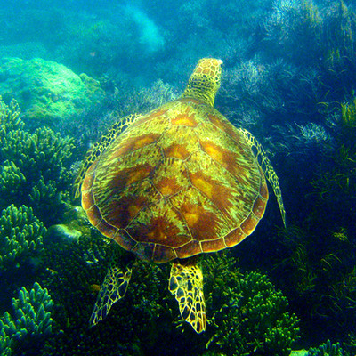 Which sea turtles are the deepest divers? | globalquiz.org