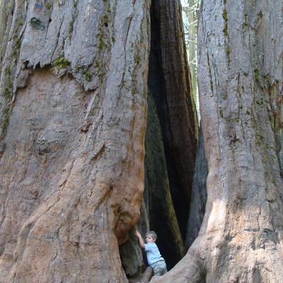 How deep is the root system of a giant sequoia? | globalquiz.org