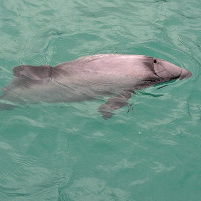 What is the name of the smallest species of dolphin? | globalquiz.org