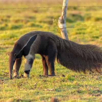 What kind of animal is this? | globalquiz.org