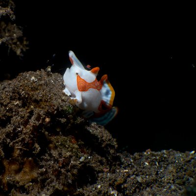 Co wyróżnia samca ryby głębinowej Photocorynus spiniceps? | globalquiz.org