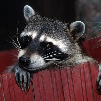 ¿Dónde hay mapaches? | globalquiz.org