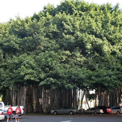Which of the following trees is the largest by canopy coverage ...