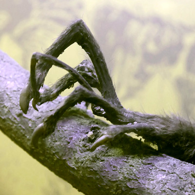 Czym głównie żywią się palczaki madagaskarskie? | globalquiz.org