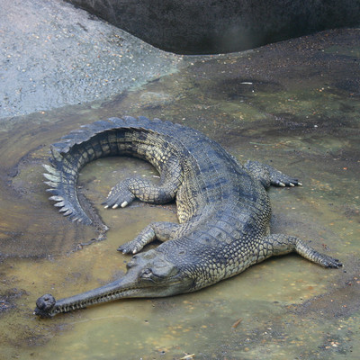 W której rzece można spotkać gawiala? | globalquiz.org