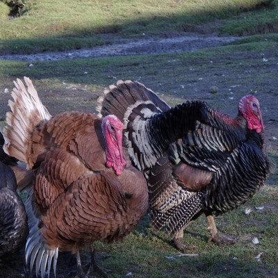 Where does turkey come from? | globalquiz.org