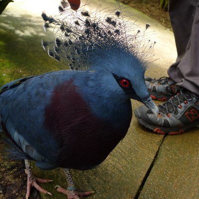 What is the largest species of pigeon on earth? | globalquiz.org