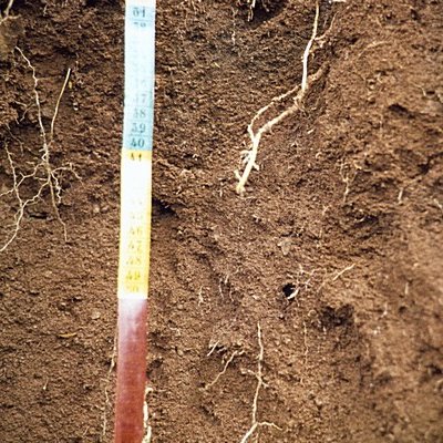 W wyniku jakiego procesu w glebie powstaje próchnica? | globalquiz.org